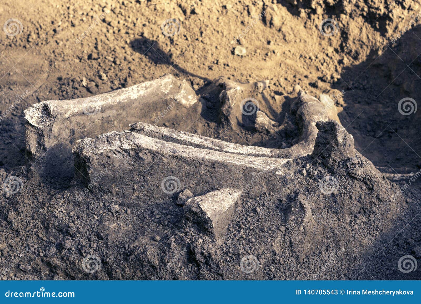 Scavi Archeologici Ed Ossa Dei Ritrovamenti Di Uno Scheletro in Una ... Scavi Archeologici Ed Ossa Dei Ritrovamenti Di Uno Scheletro in Una ...