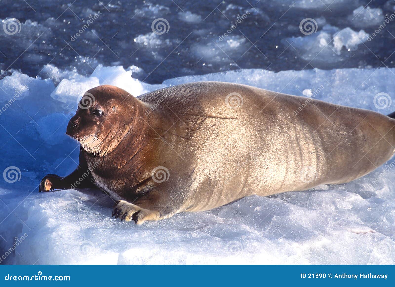 Sceau barbu photo stock. Image du barbu, animal, arctique - 21890