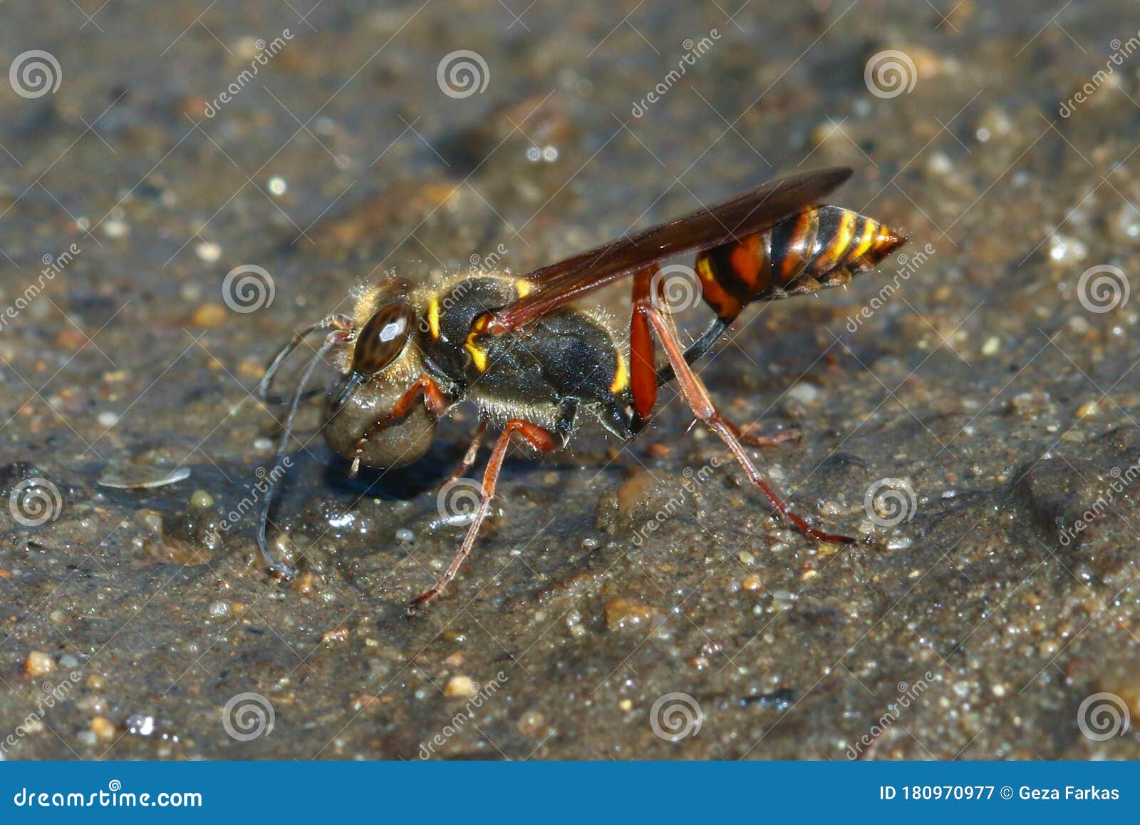 Sceliphron Curvatum, Mud-dauber Invasive Wasp is Make Mud Ball for Nest ...