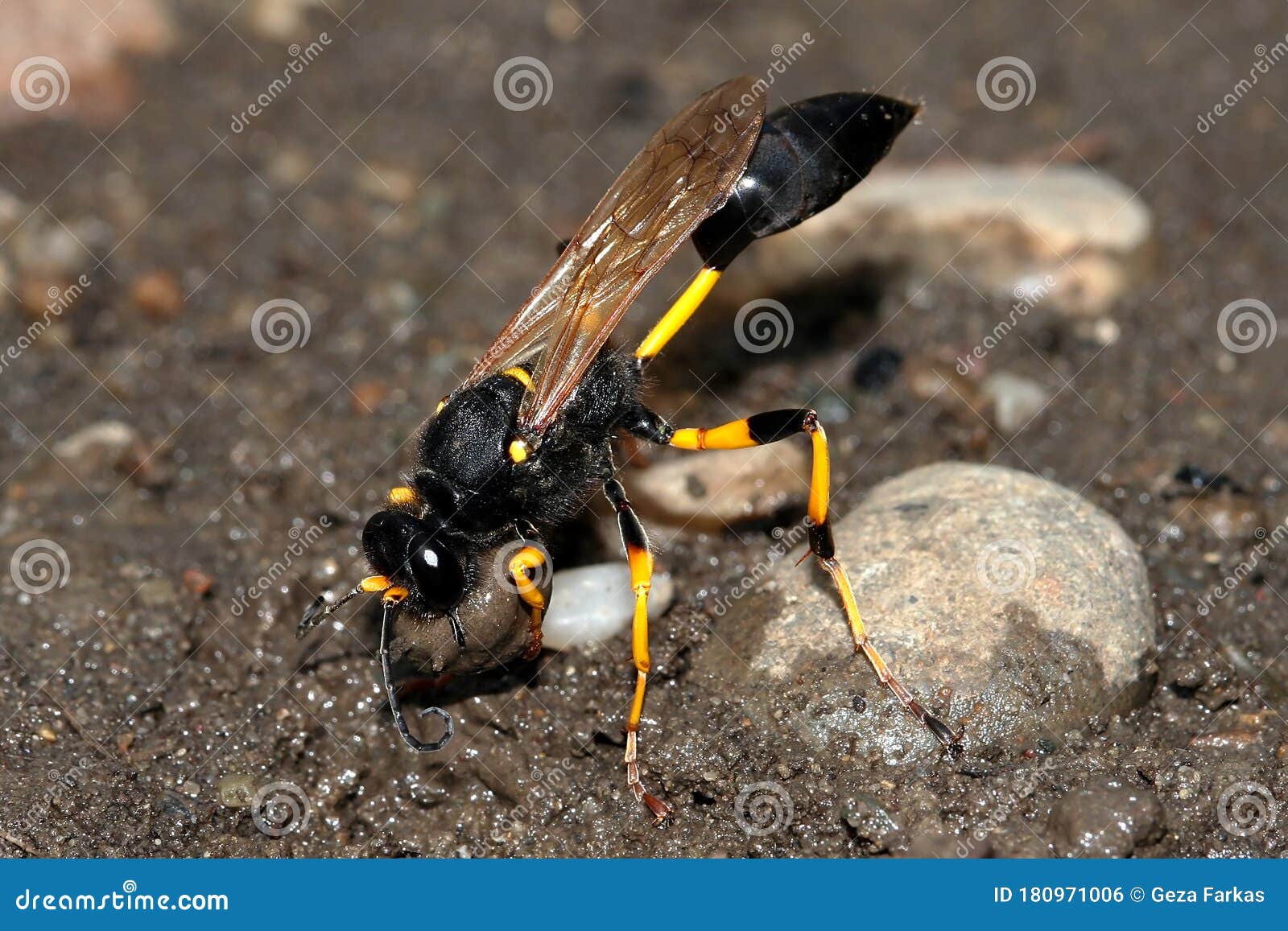 Sceliphron Destillatorium Black And Yellow Mud Dauber Wasp Is Make Mud ... Sceliphron Destillatorium Black And Yellow Mud Dauber Wasp Is Make Mud ...