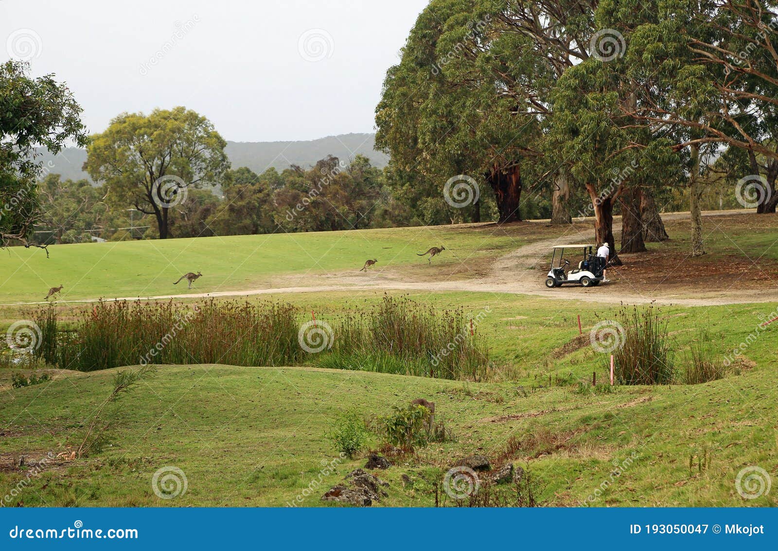Scene on Anglesea Golf Course Stock Image - Image of marsupial, green ...