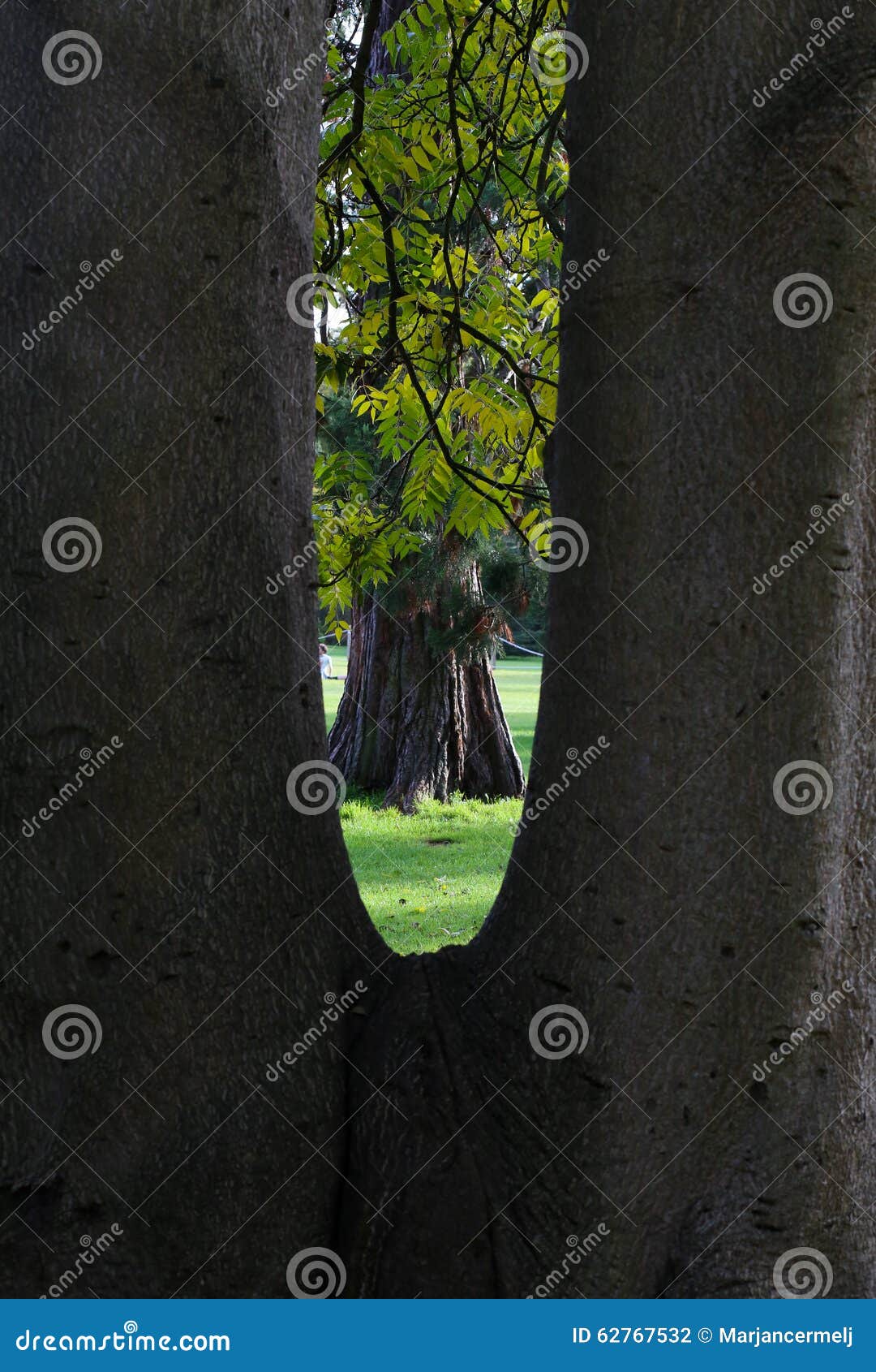 Scene of an Autumn Tree Framed through a V-shaped Tree Stock Photo ...