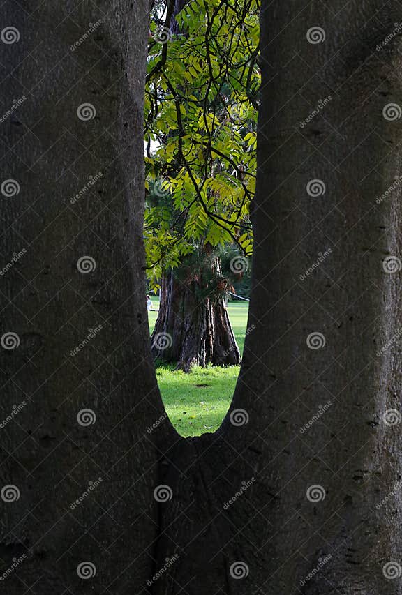 Scene of an Autumn Tree Framed through a V-shaped Tree Stock Photo ...