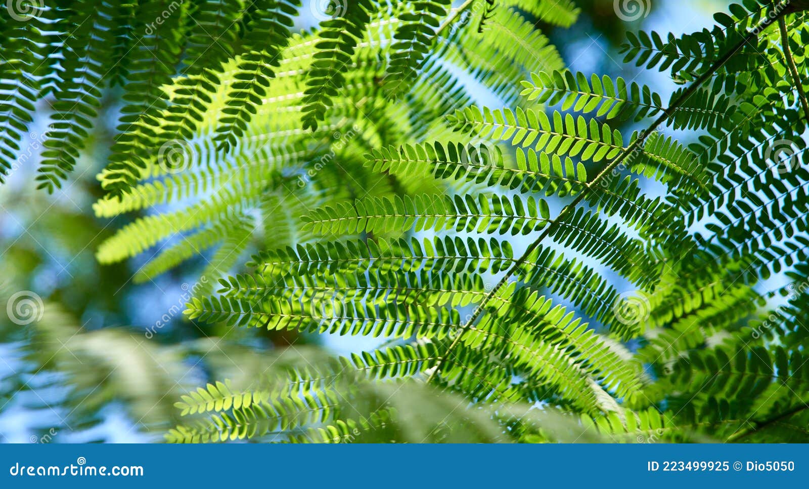 Small Tree Leaves with Empty Spaces, Light Contrast and Blur Areas ...