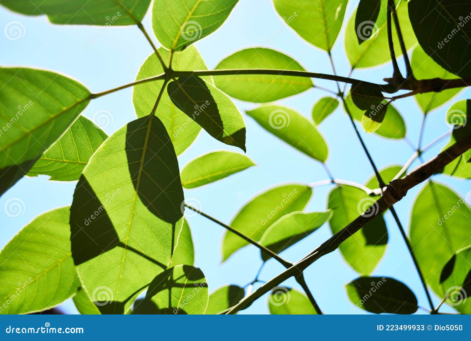 Wide Tree Leaves with Many Empty Spaces Stock Image - Image of spaces ...