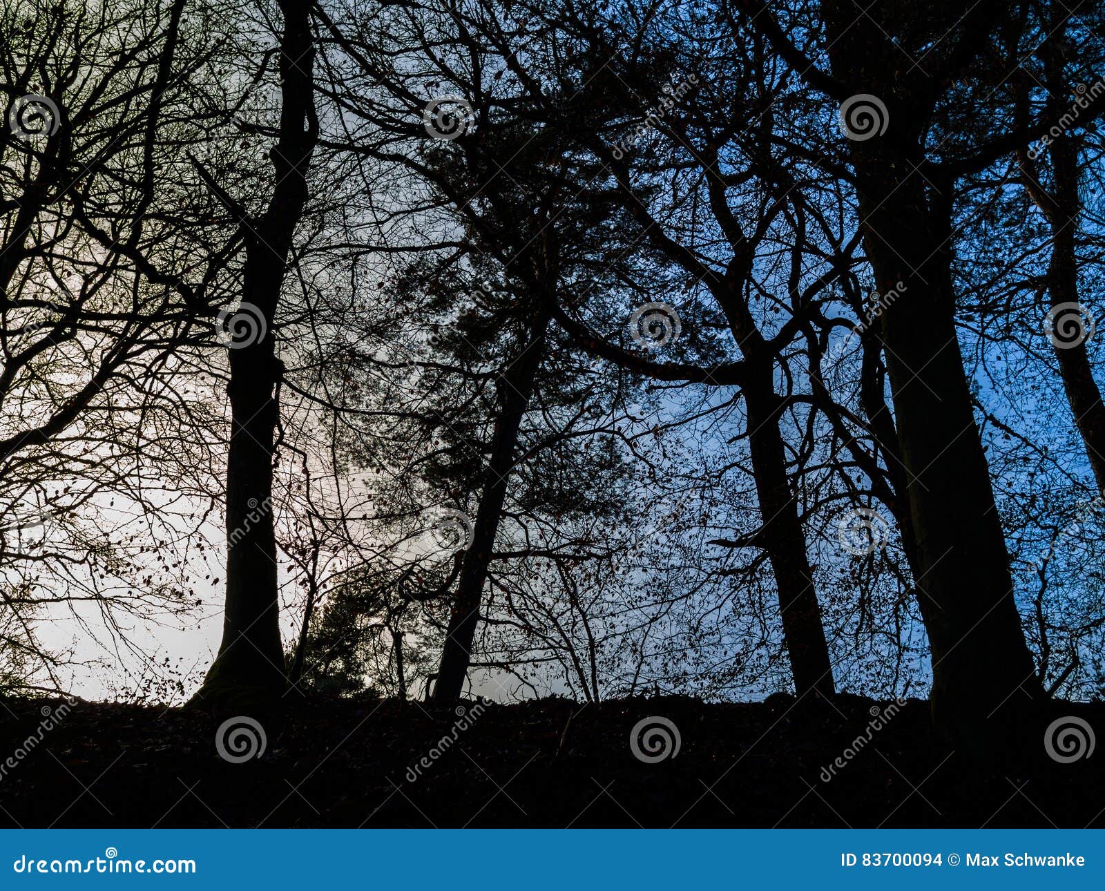 Scene with Backlit Tree stock photo. Image of shade, illuminated - 83700094