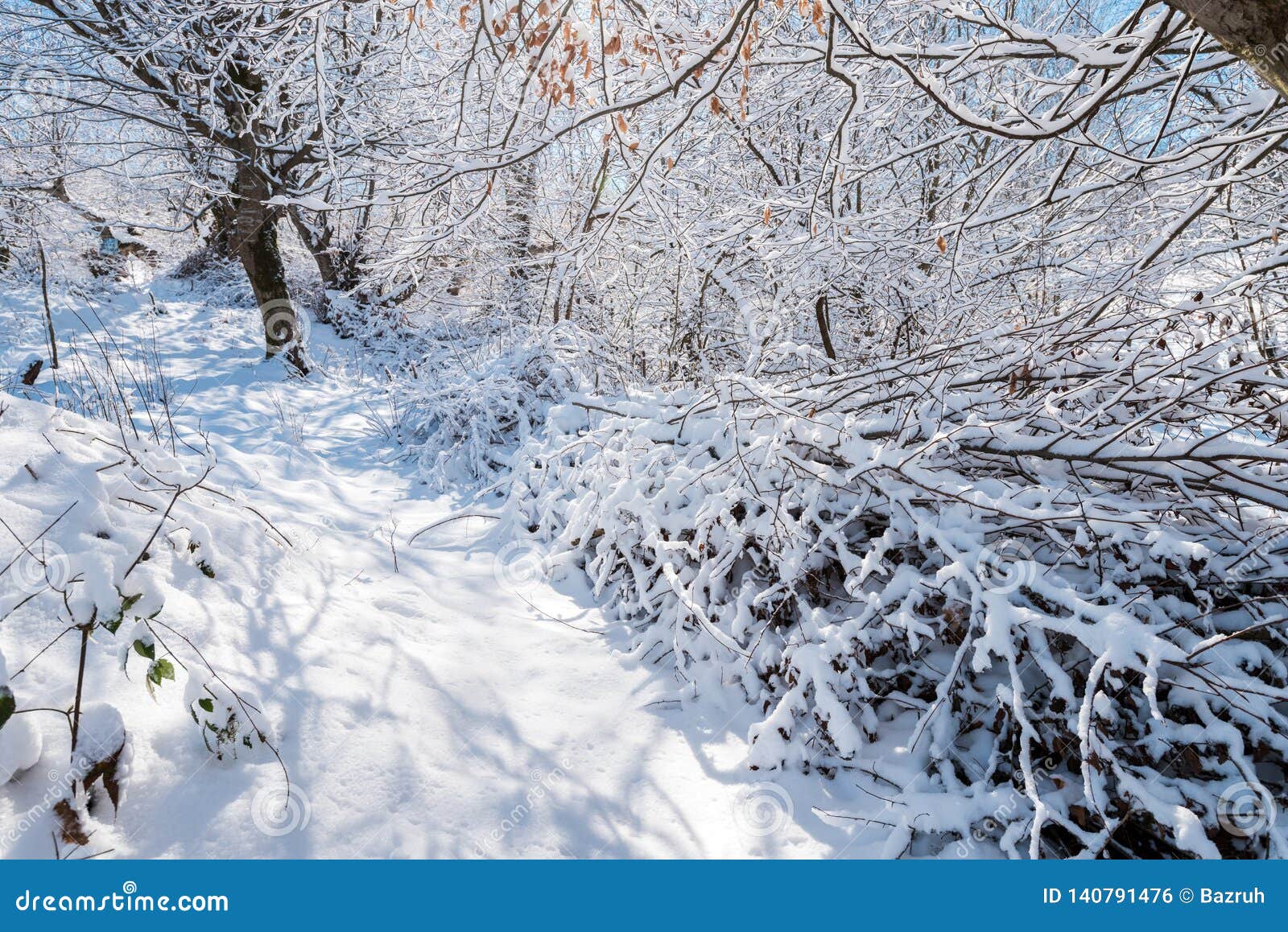 Scene of a Beautiful Snow Covered Winter Garden Stock Photo - Image of ...