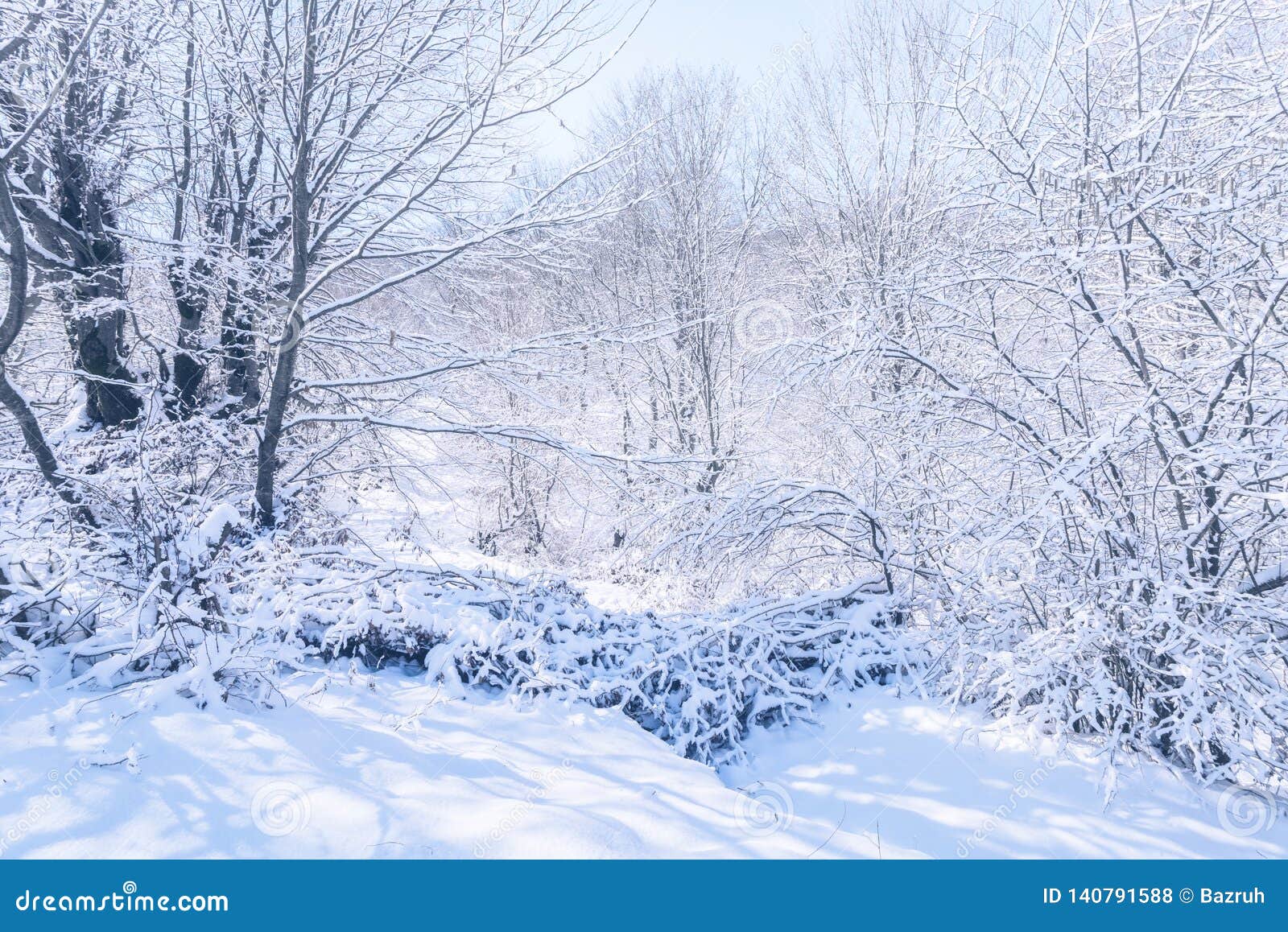 Scene of a Beautiful Snow Covered Winter Garden Stock Photo - Image of ...