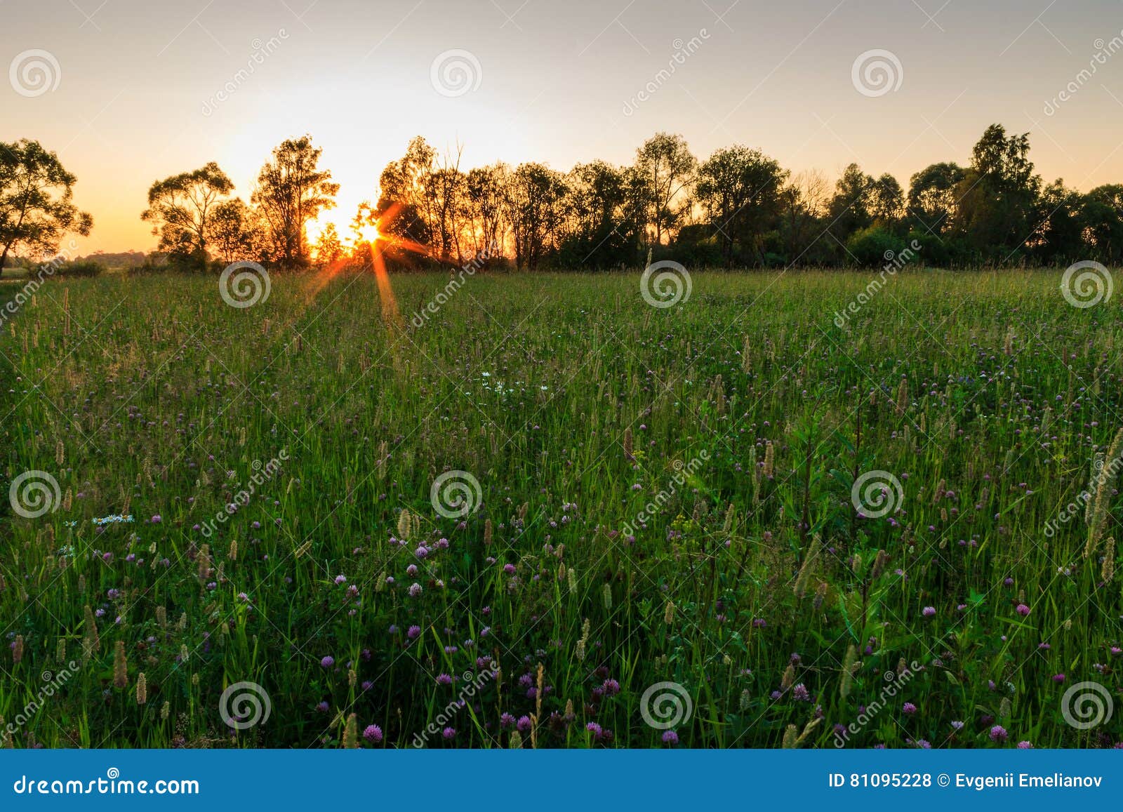 Scene of Beautiful Sunset at Summer Field with Trees Stock Photo ...