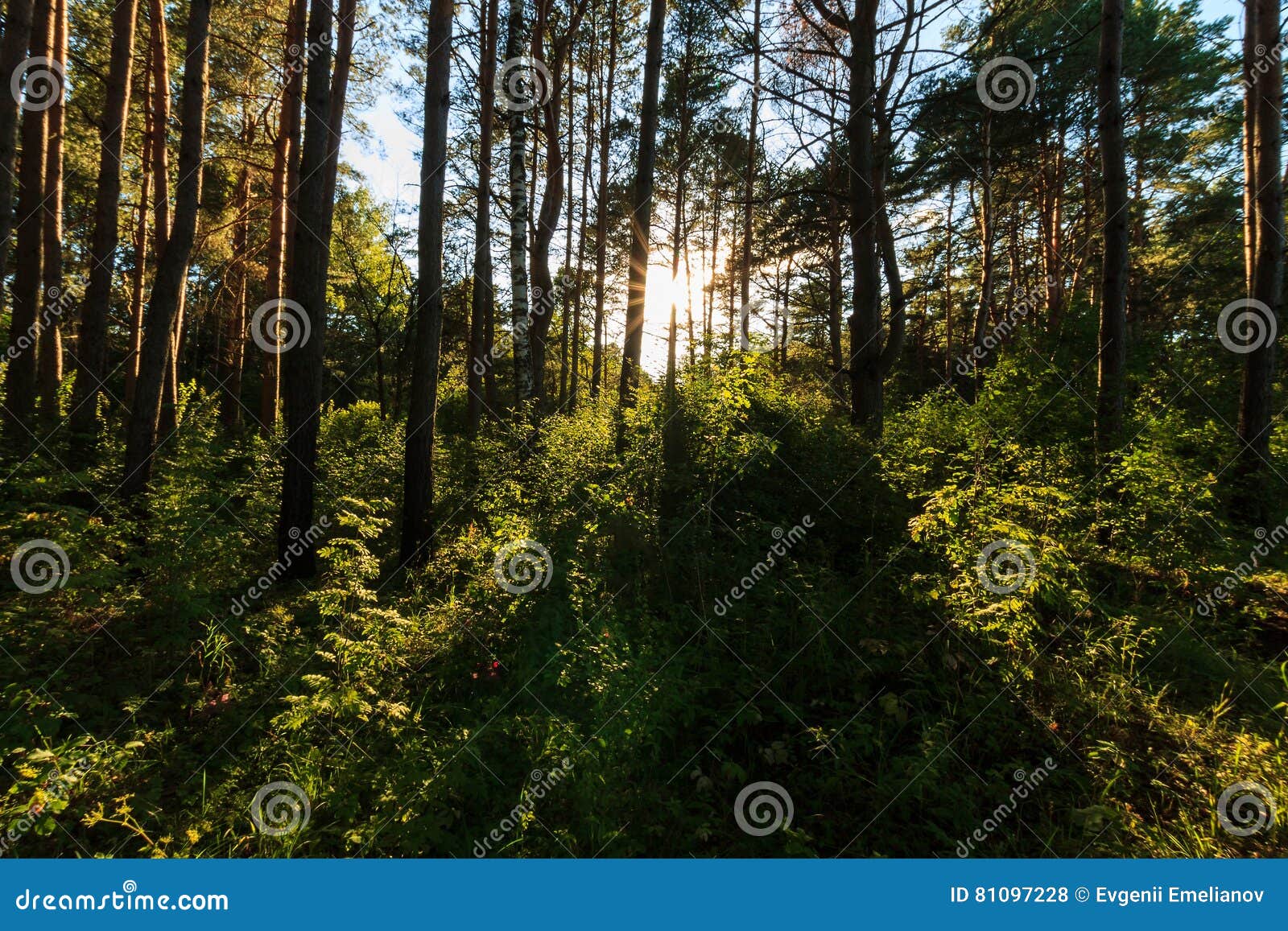 Scene of Beautiful Sunset at Summer Pine Forest with Trees and G Stock ...
