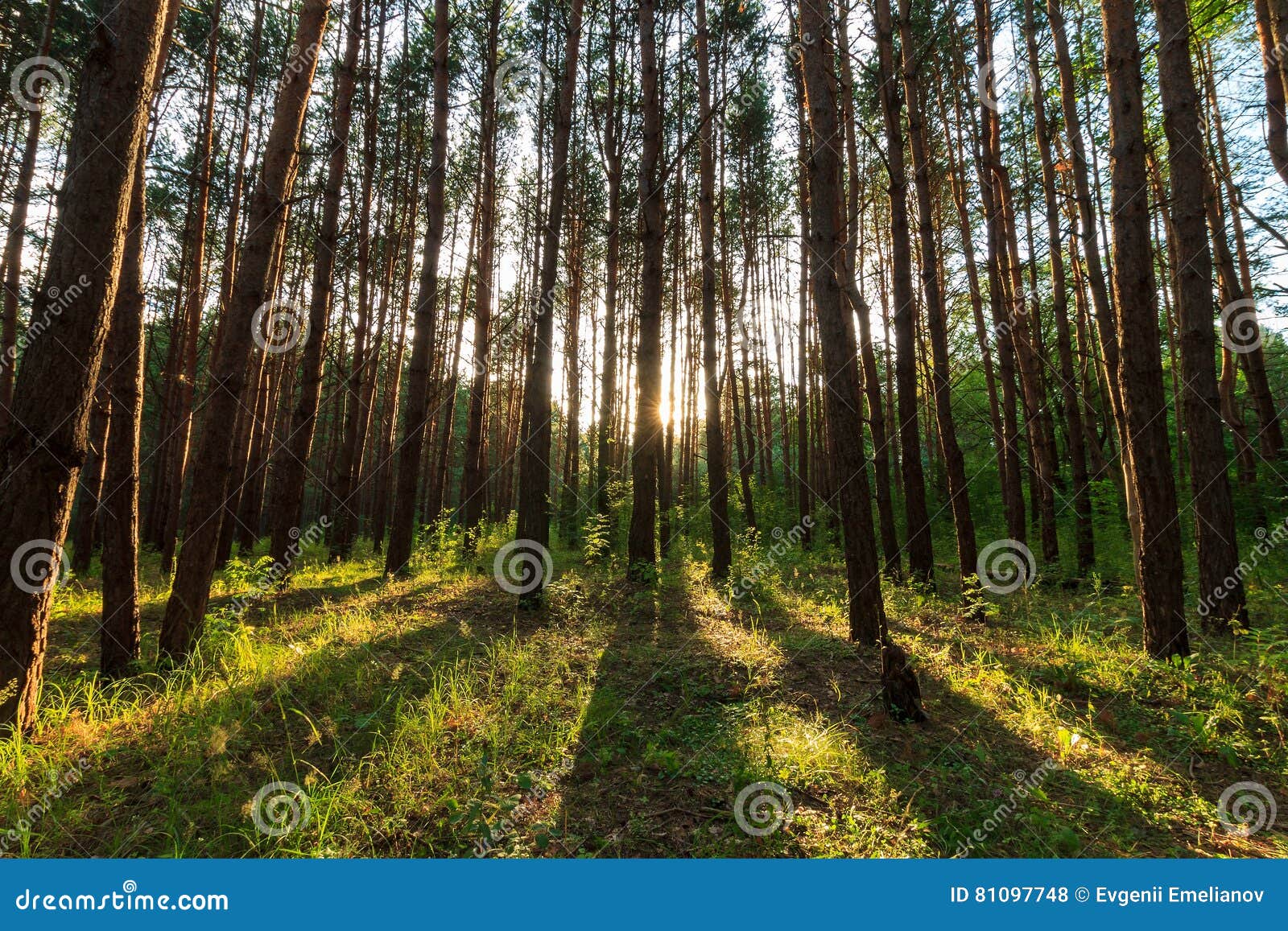 Scene of Beautiful Sunset at Summer Pine Forest with Trees and G Stock ...