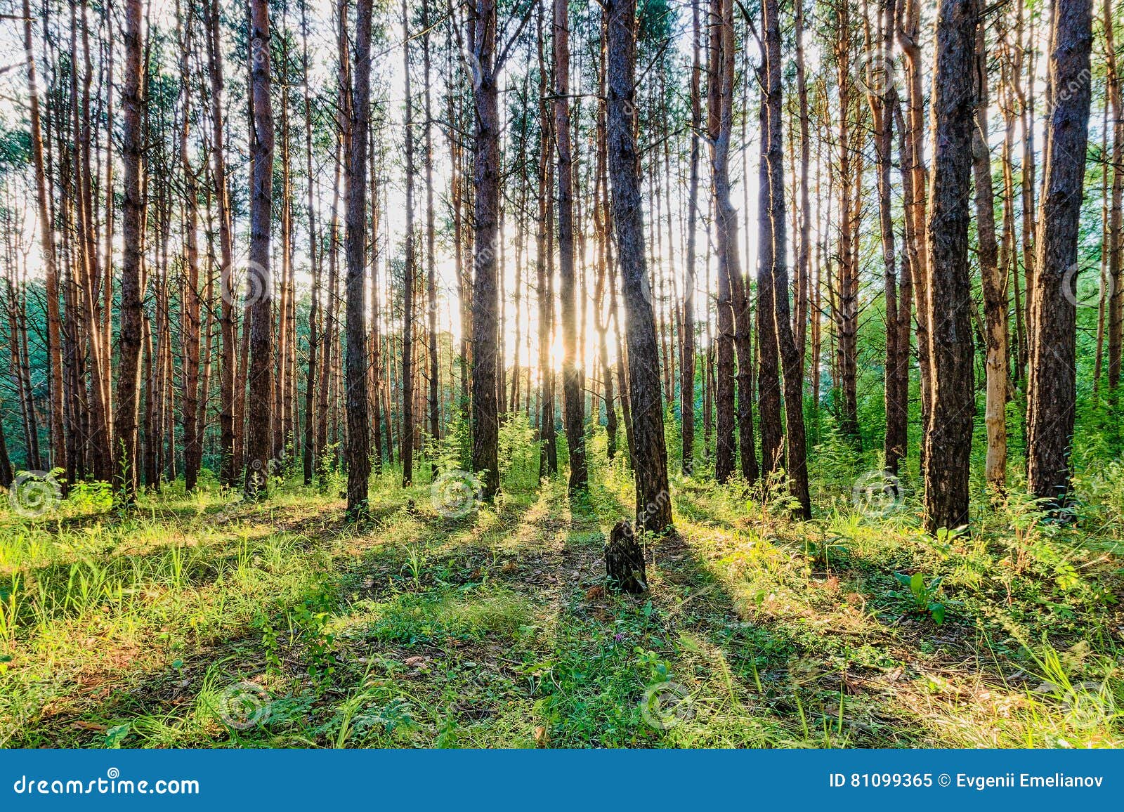 Scene of Beautiful Sunset at Summer Pine Forest with Trees and G Stock ...