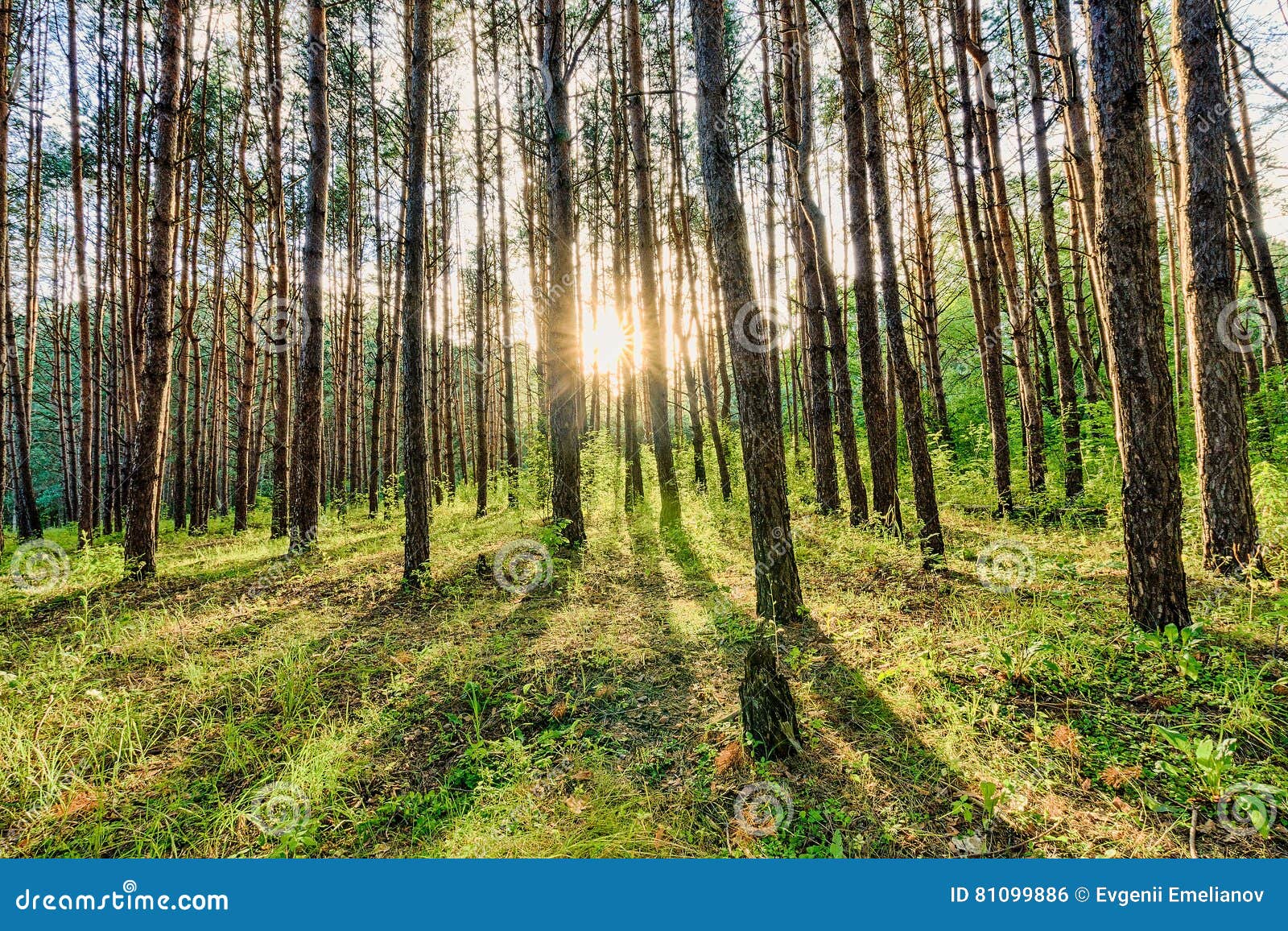 Scene of Beautiful Sunset at Summer Pine Forest with Trees and G Stock ...
