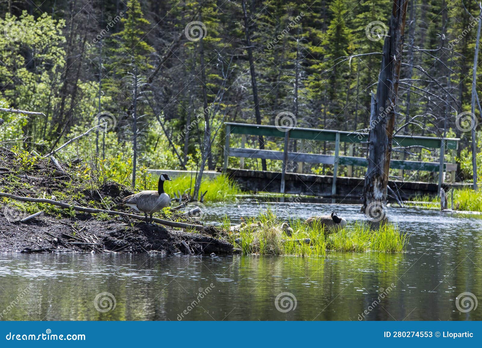 Scene of a Beaver (Castor) in Hinton Town, Alberta, Canada Stock Image ...