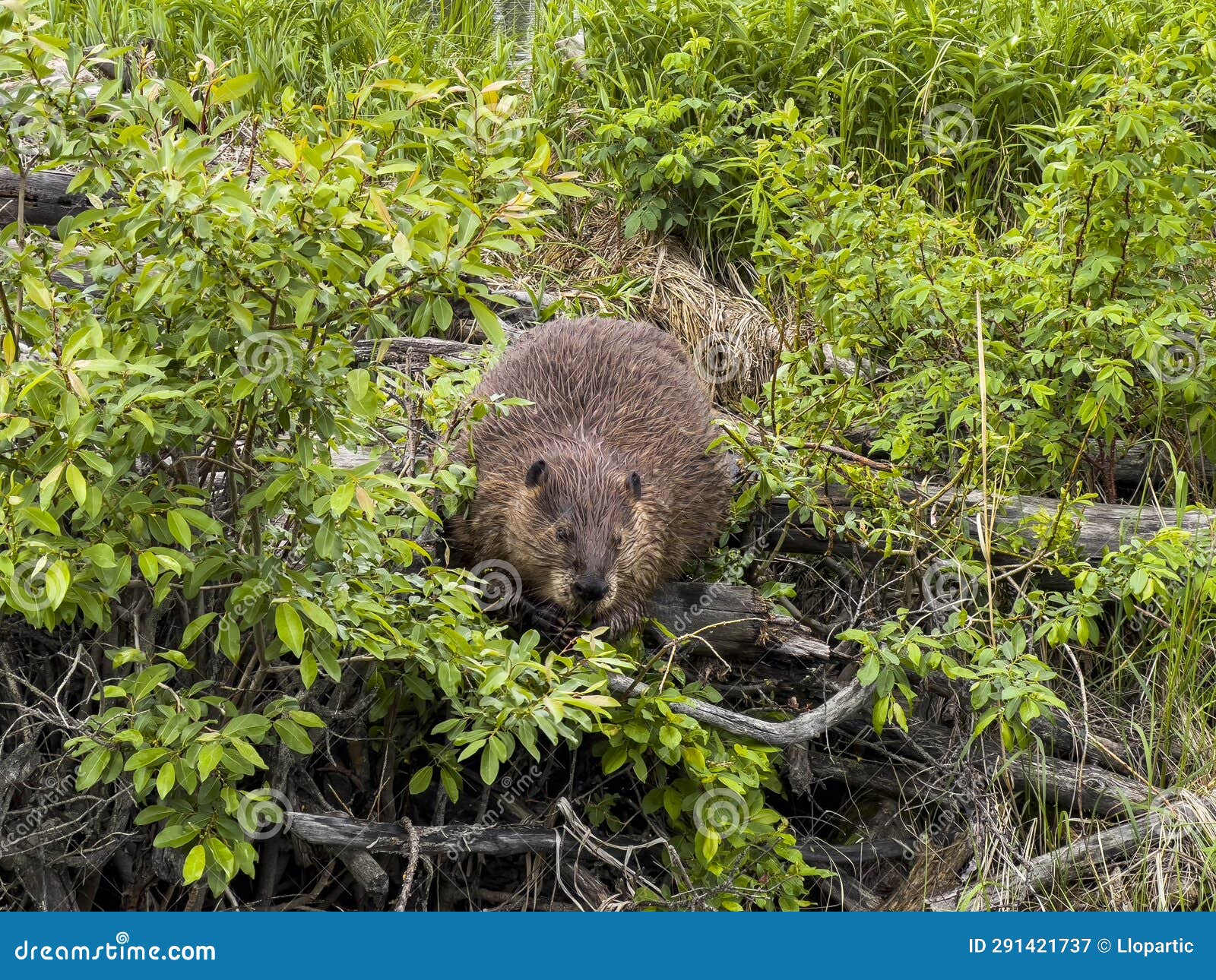 Scene of a Beaver (Castor) in Hinton Town, Alberta, Canada Stock Image ...