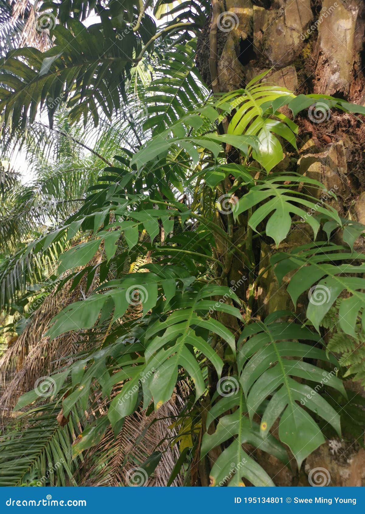 Big Leafly Monsteria Plant Crawling on the Palm Tree Stock Image ...