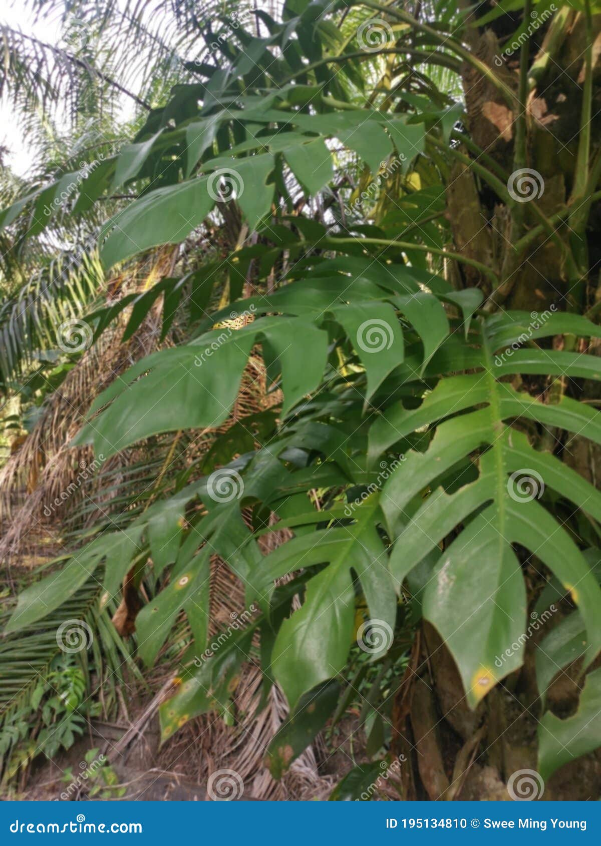 Big Leafly Monsteria Plant Crawling on the Palm Tree Stock Photo ...
