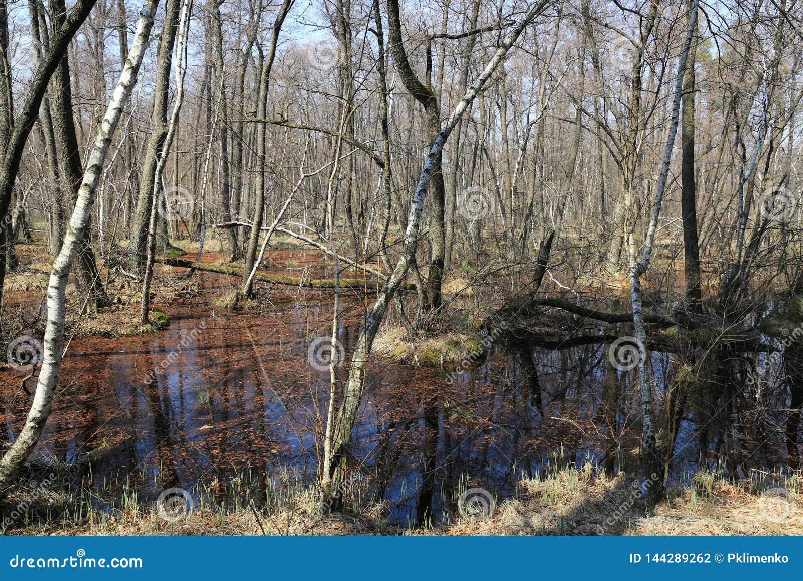 Scene on bog in forest stock photo. Image of mire, marsh - 144289262