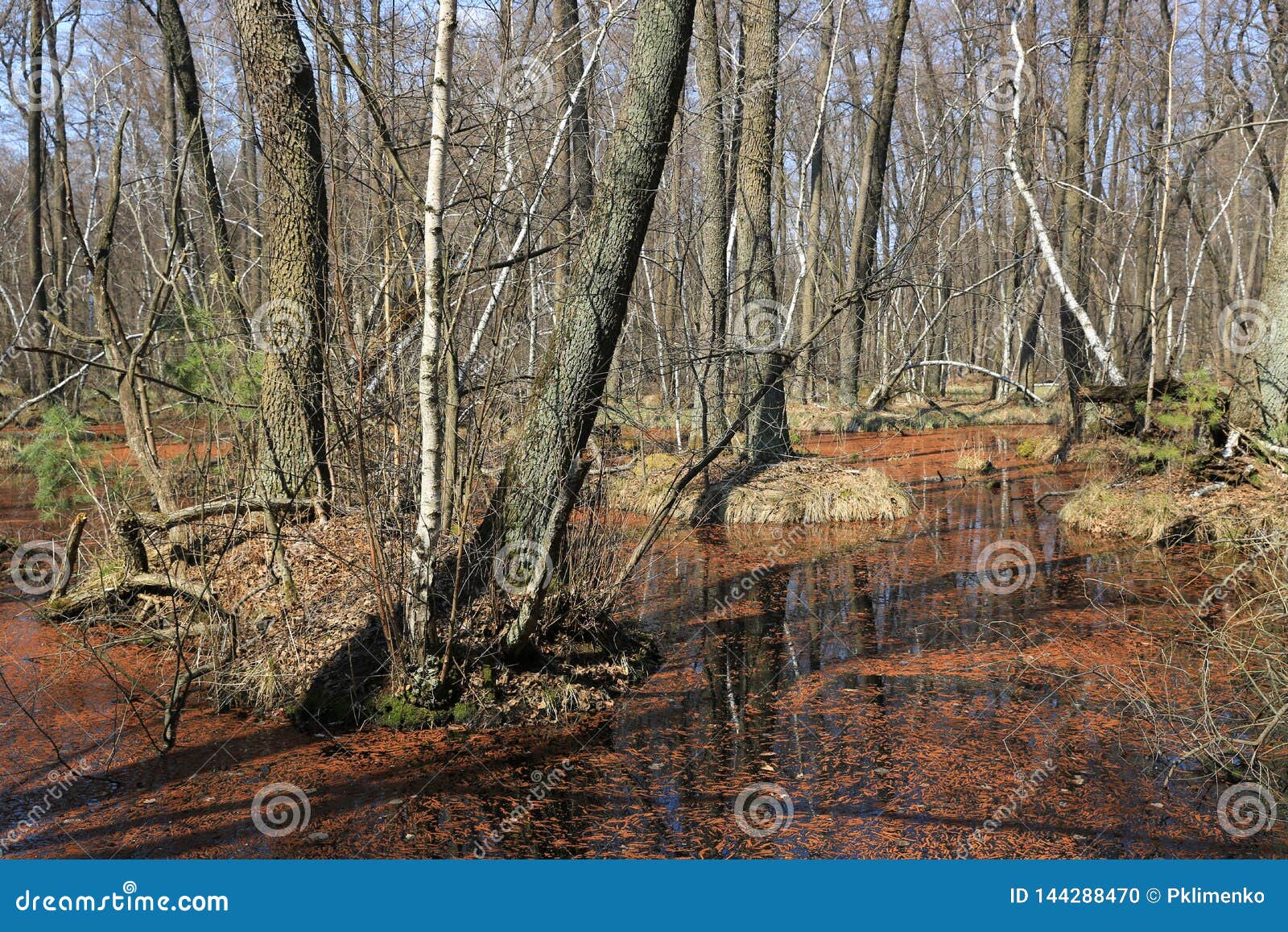 Scene on bog in forest stock photo. Image of natural - 144288470