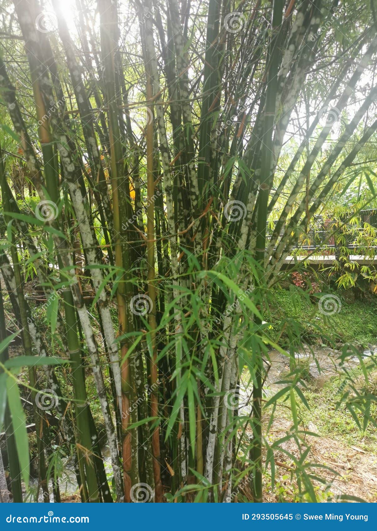 Scene of the Bushy Clumping Chinese Dwarf Bamboo Trunks. Stock Image ...