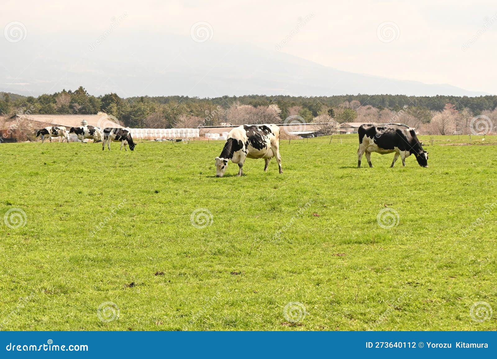 Cows Esting Grass on a Pastuye. Stock Photo - Image of dairy, country ...