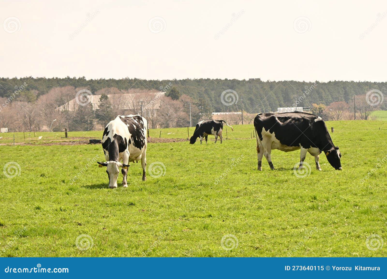Cows Esting Grass on a Pastuye. Stock Image - Image of animal, meadow ...