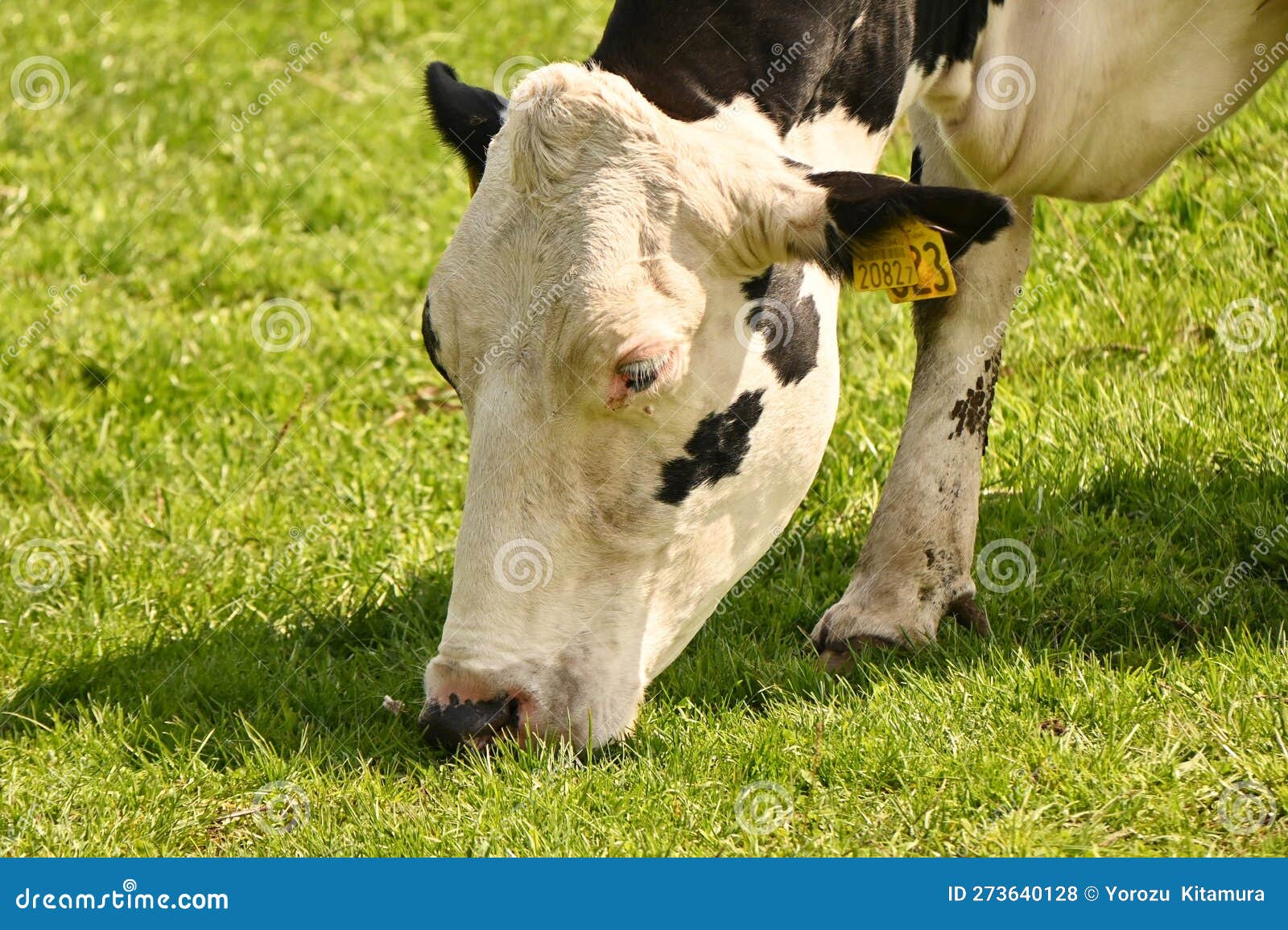 Cows Esting Grass on a Pastuye. Stock Photo - Image of ranch, extensive ...