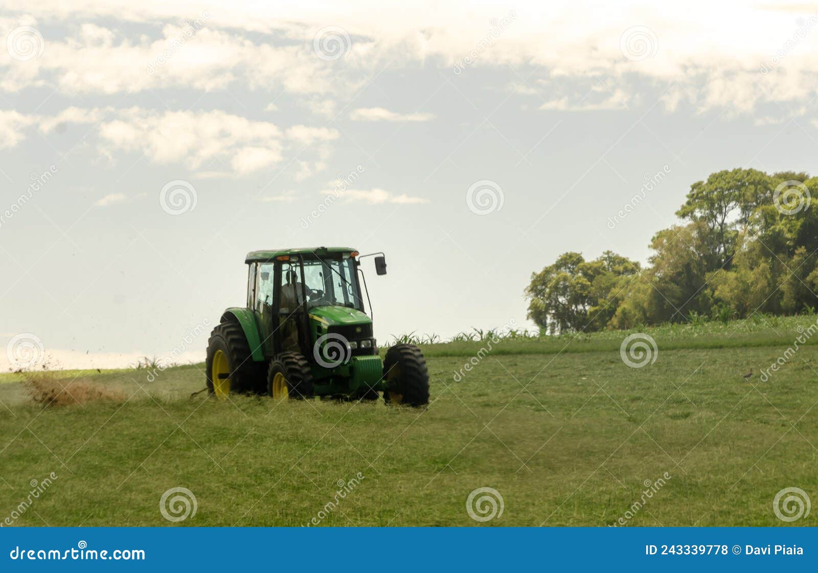 Scene Debum Tractor Cutting Pasture for Cattle Stock Photo - Image of ...