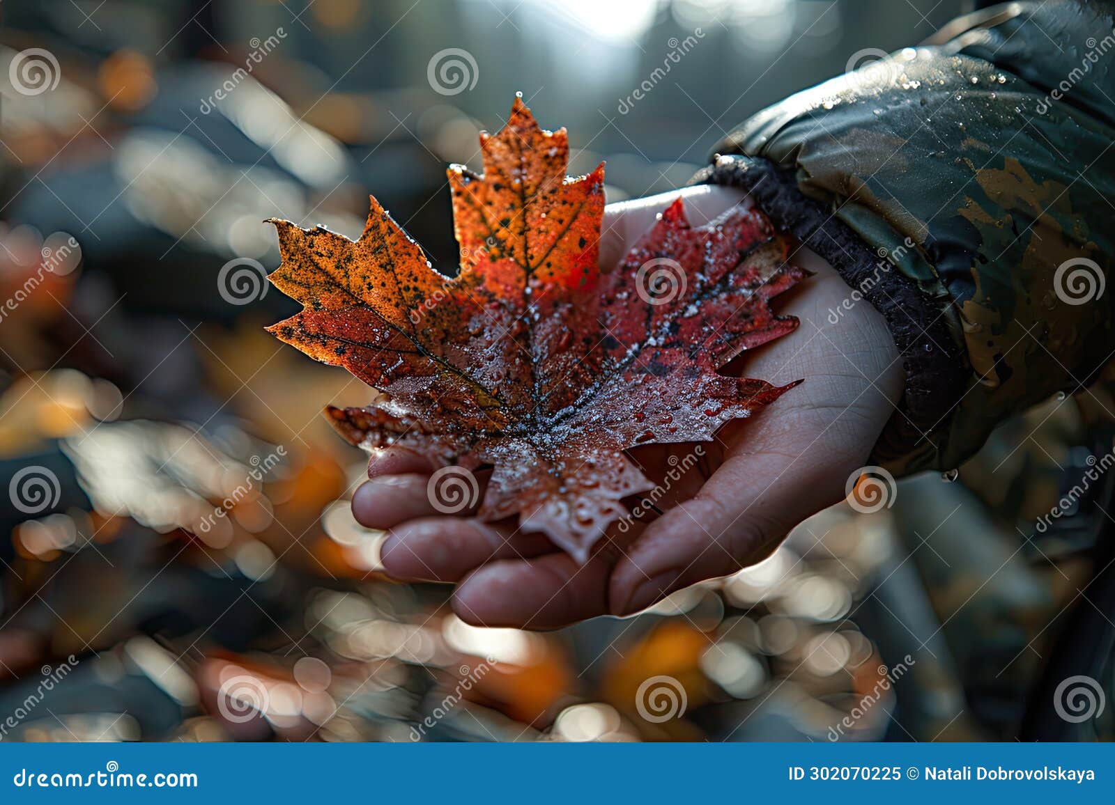 Scene Dominated by the Iconic Maple Leaf, Rendered in Striking Red ...