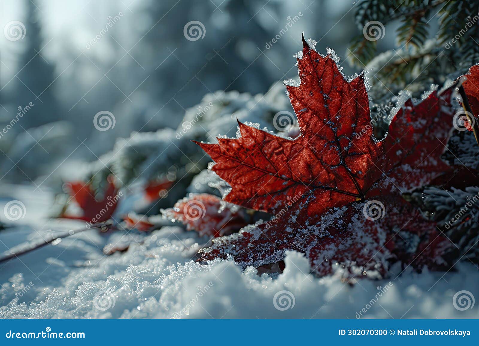 Scene Dominated by the Iconic Maple Leaf, Rendered in Striking Red ...