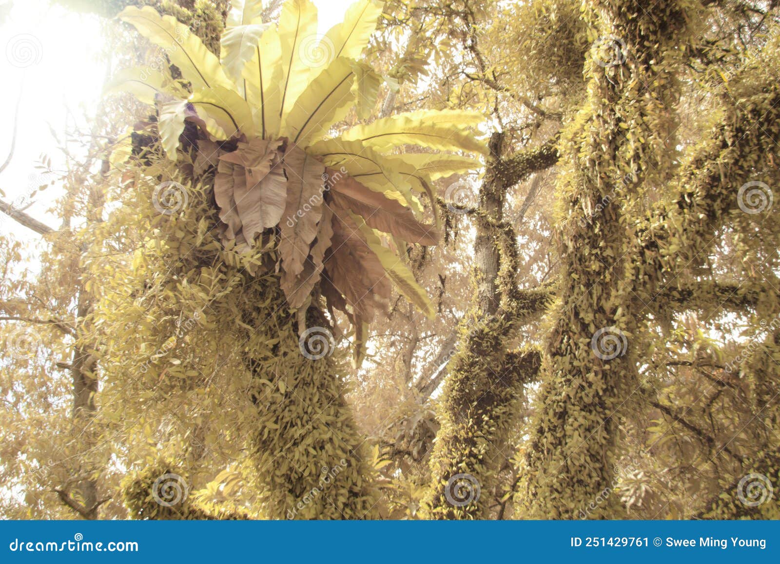 Scene of Dragons Scale Fern Propagating Around Trunk Stock Image ...