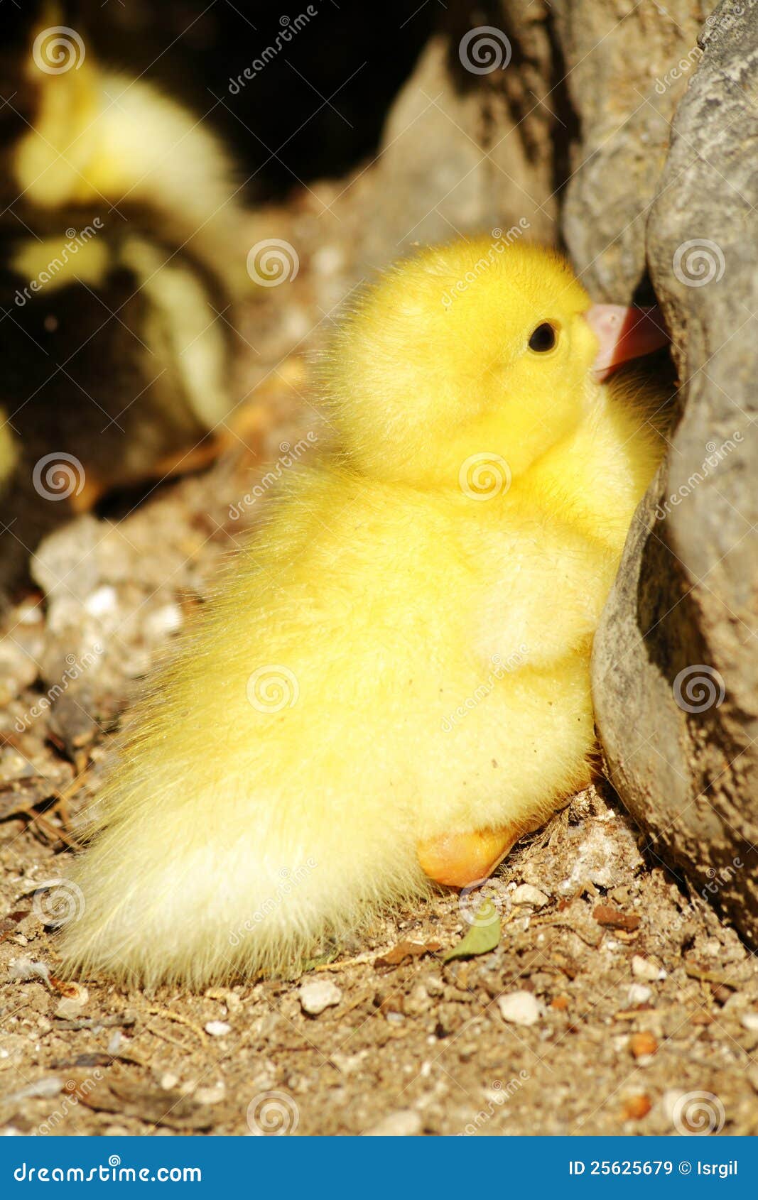 Scene duck chicks stock image. Image of wildlife, habitat - 25625679