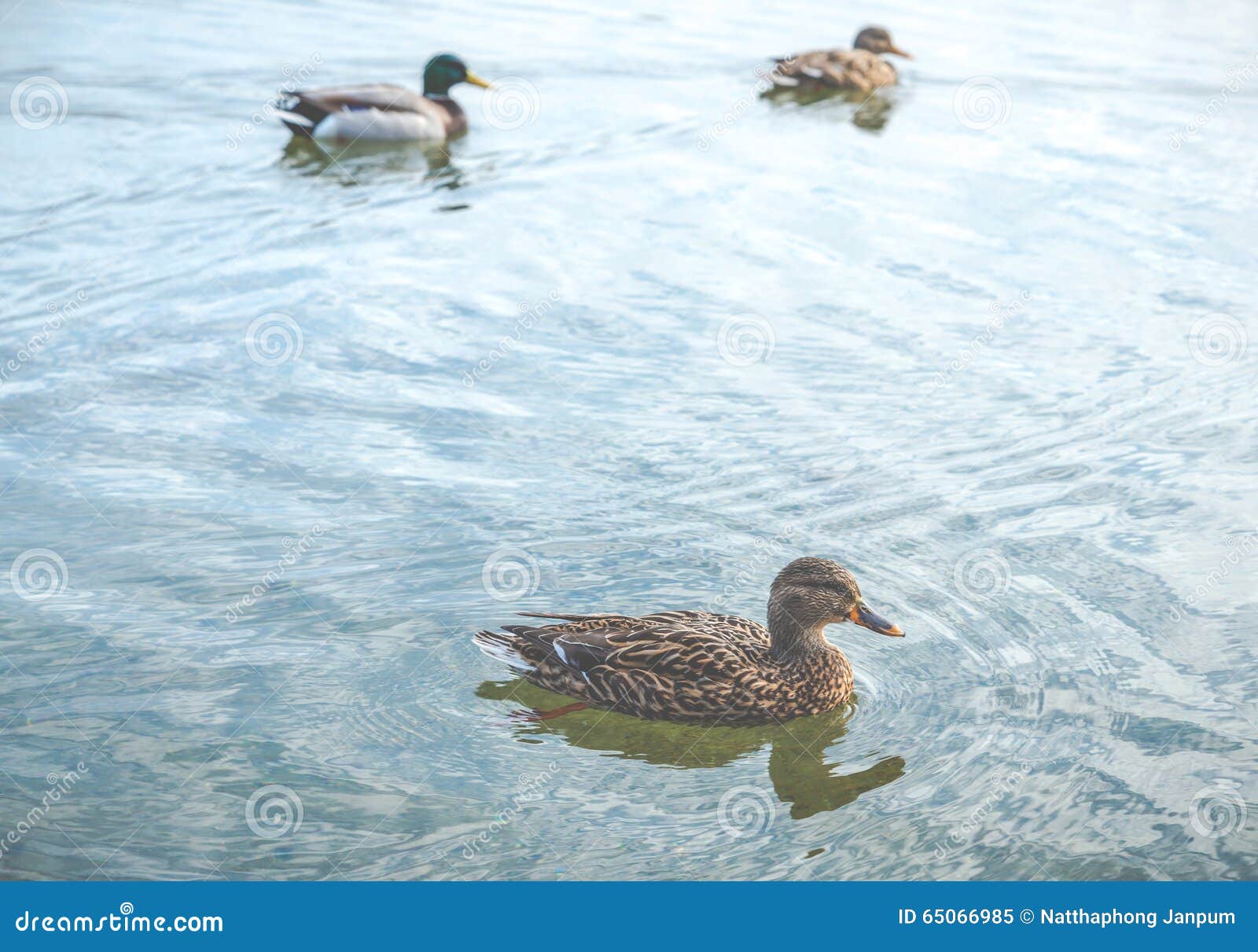 Scene of Ducks Rest in the Lake in the Park. Stock Image - Image of ...