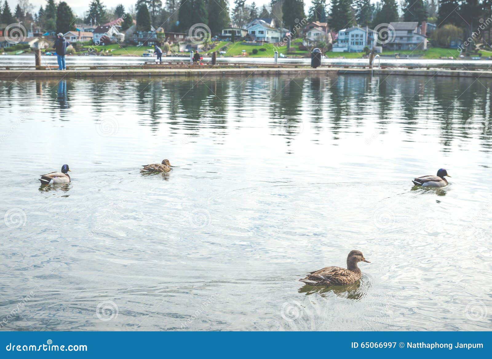 Scene of Ducks Rest in the Lake in the Park. Stock Image - Image of ...