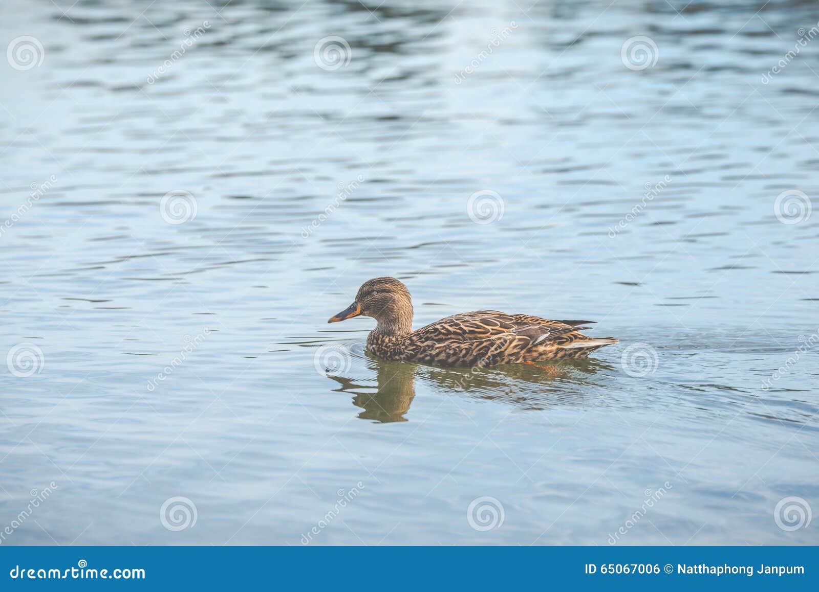 Scene of Ducks Rest in the Lake in the Park. Stock Photo - Image of ...