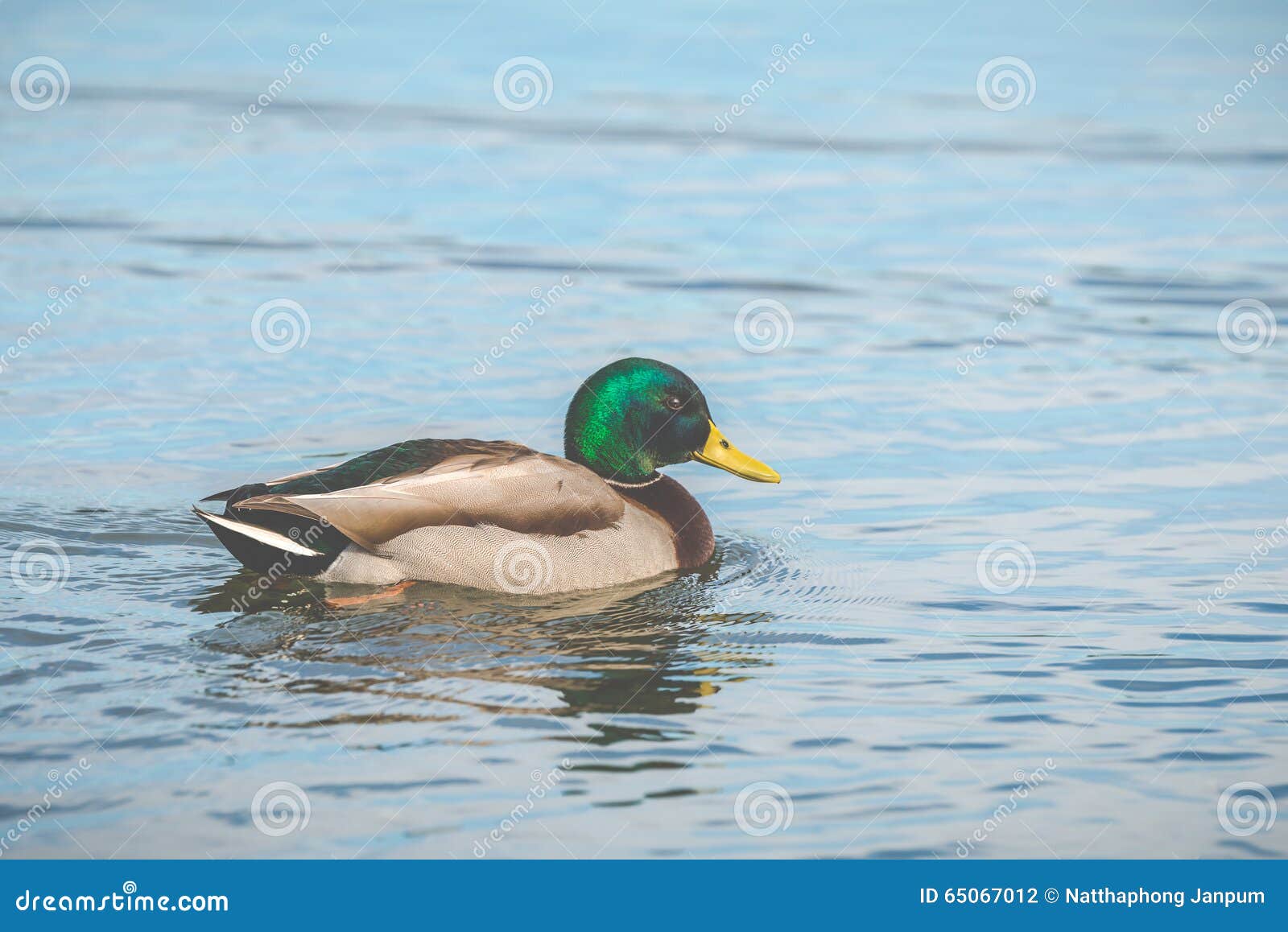 Scene of Ducks Rest in the Lake in the Park. Stock Photo - Image of ...