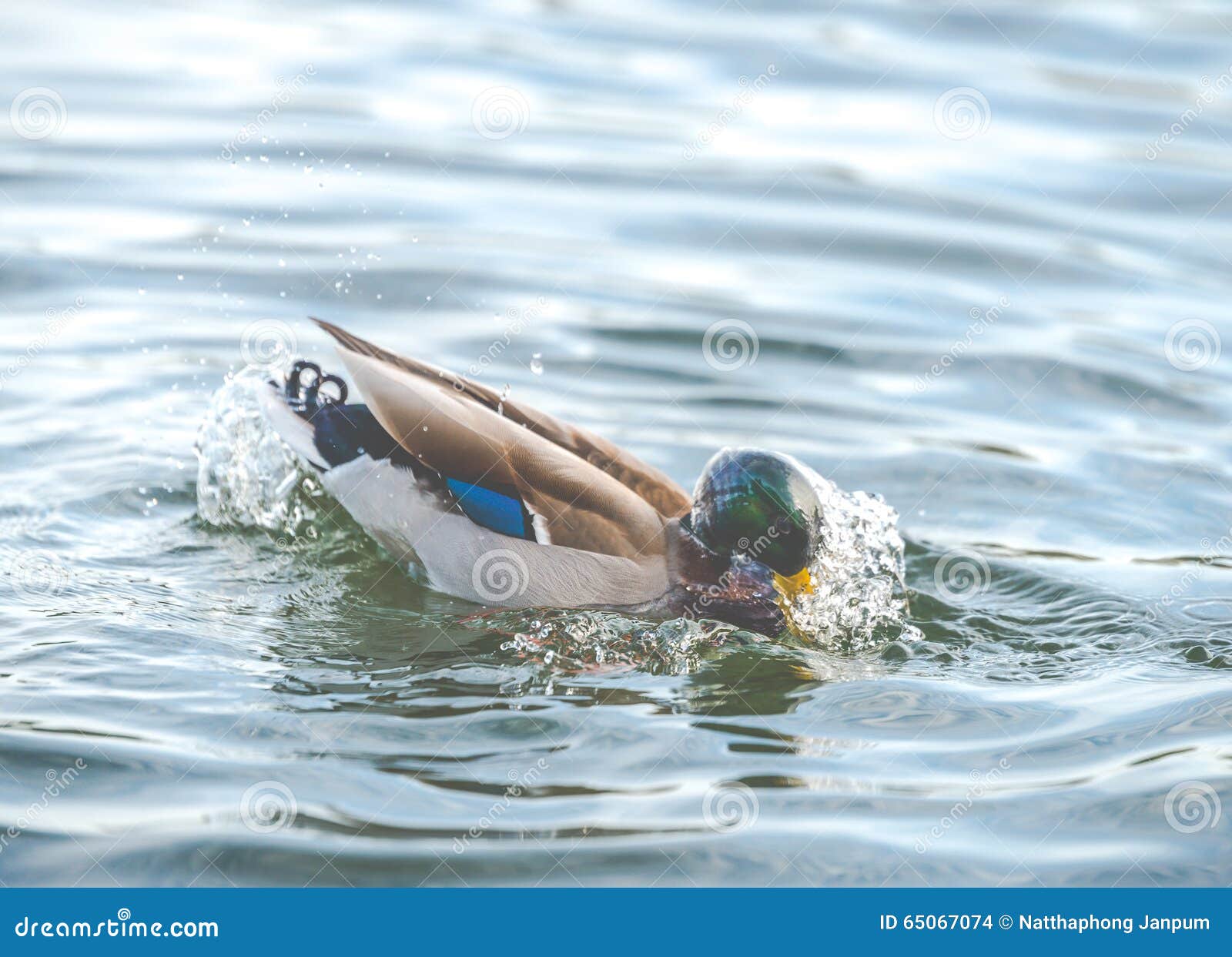 Scene of Ducks Rest in the Lake in the Park. Stock Photo - Image of ...