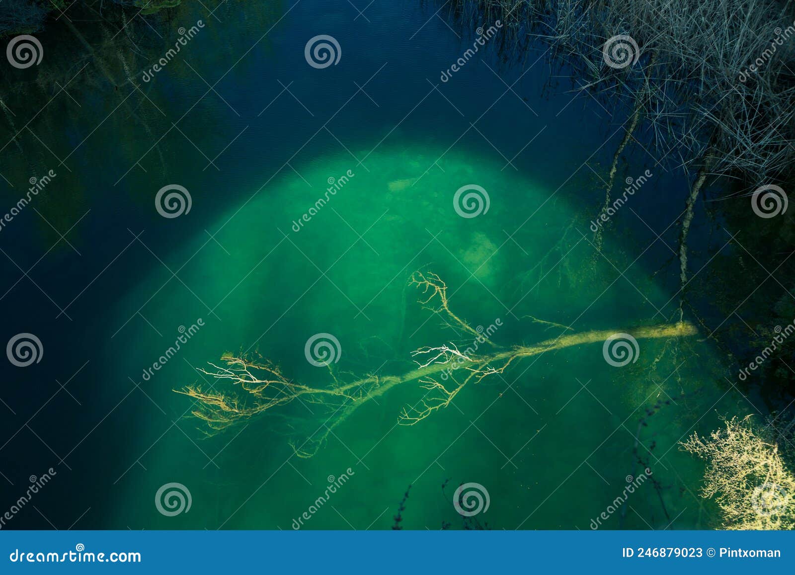 Scene of Fallen Tree in the Water of a River after the Storm Stock ...