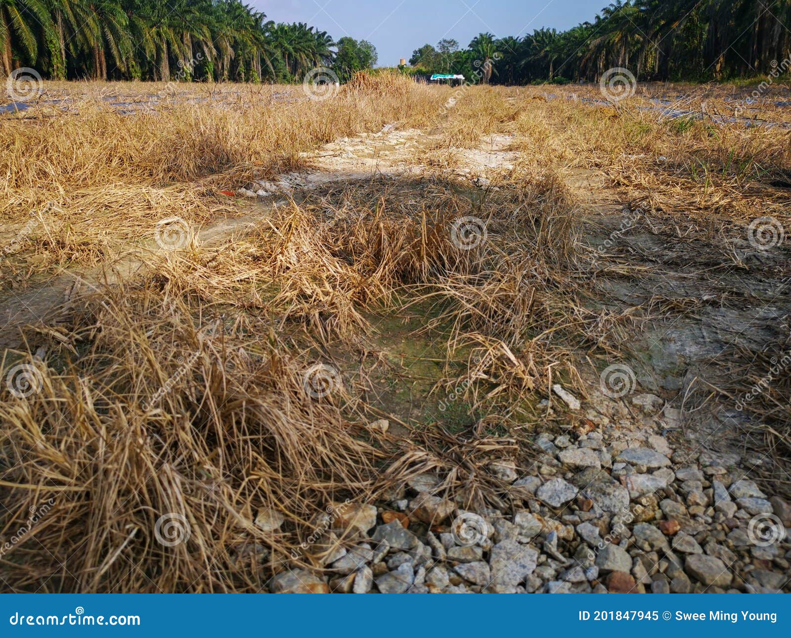 Fallow Land Royalty-Free Stock Image | CartoonDealer.com #44611966