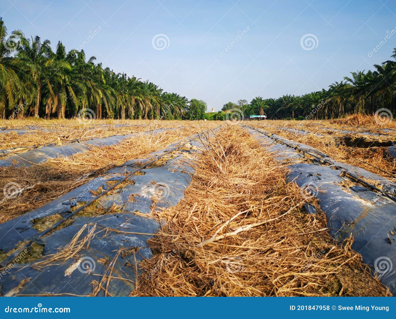 Fallow Land Royalty-Free Stock Image | CartoonDealer.com #44611966