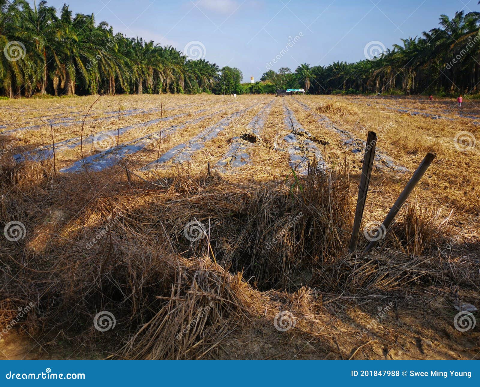 Fallow Land Royalty-Free Stock Image | CartoonDealer.com #44611966