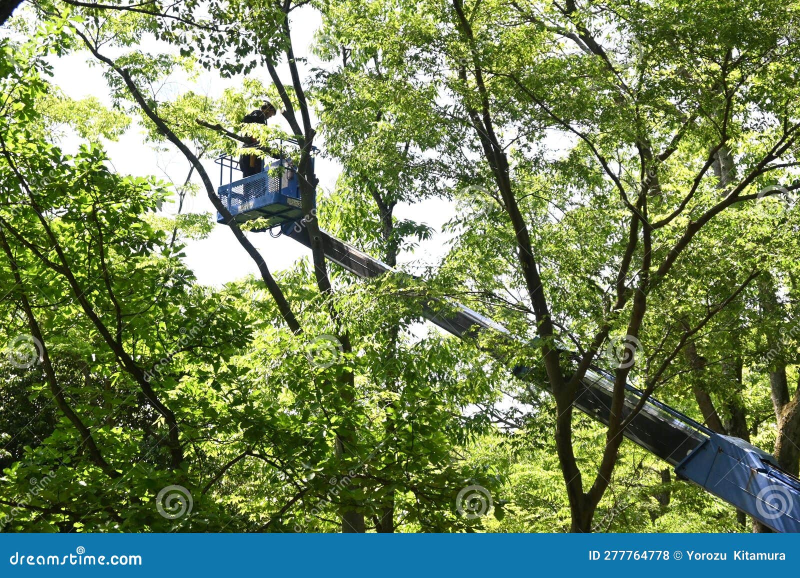 Scene of Felling the Branches of a Large Tree Using a Crane for High ...