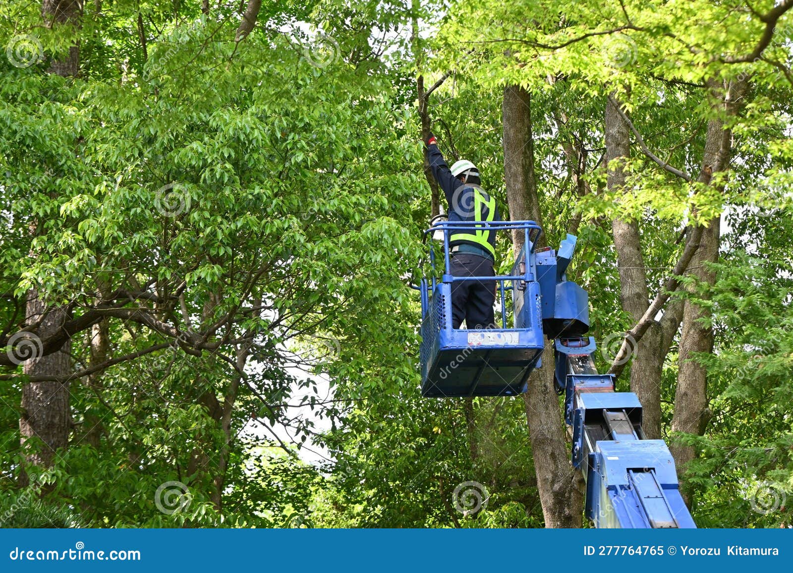 Scene of Felling the Branches of a Large Tree Using a Crane for High ...