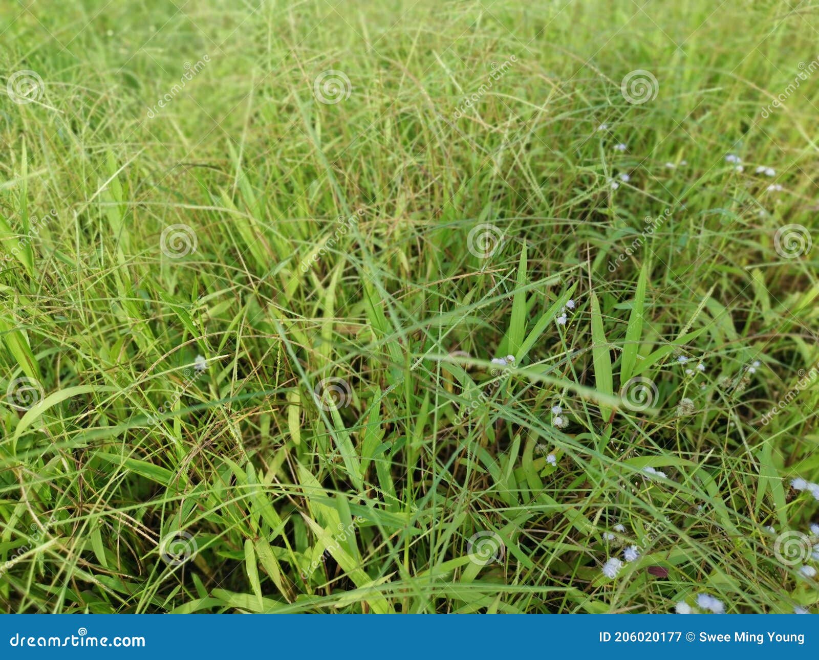 Field Full of the Paspalum Notatum Weed Grasses. Stock Image - Image of ...