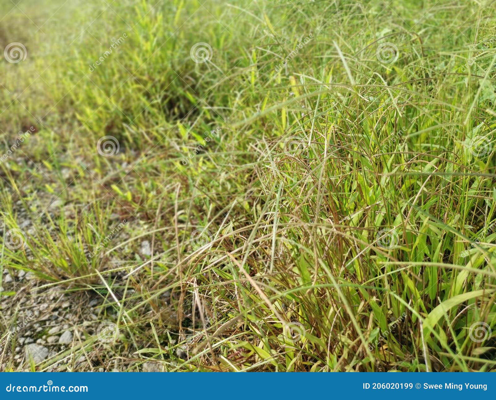 Field Full of the Paspalum Notatum Weed Grasses. Stock Image - Image of ...