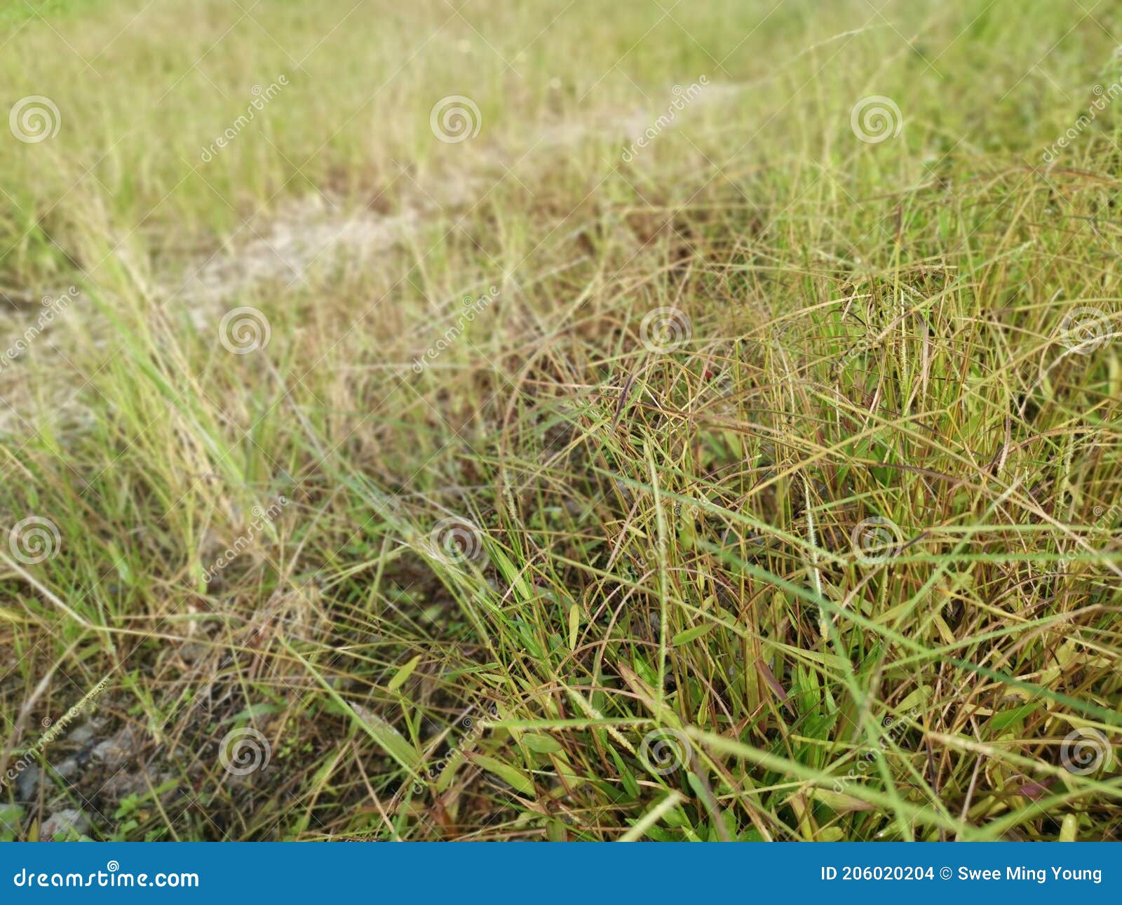 Field Full of the Paspalum Notatum Weed Grasses. Stock Photo - Image of ...