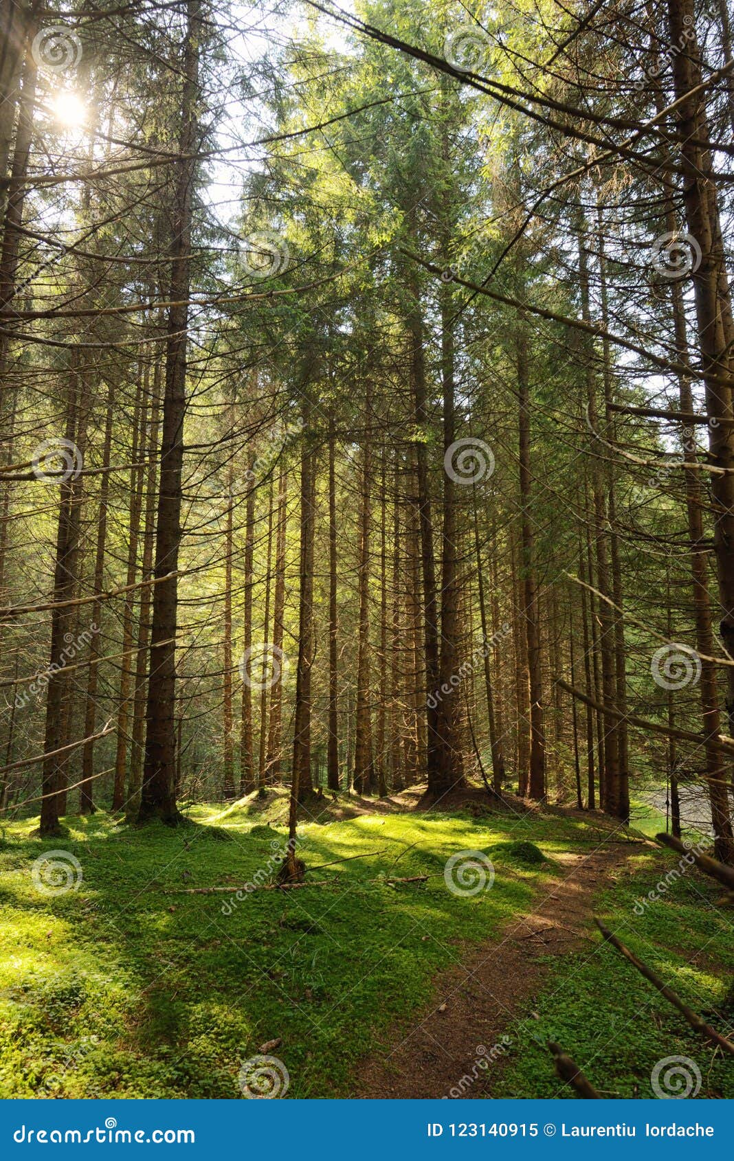 Scene Forest with Sun Rays stock image. Image of spring - 123140915