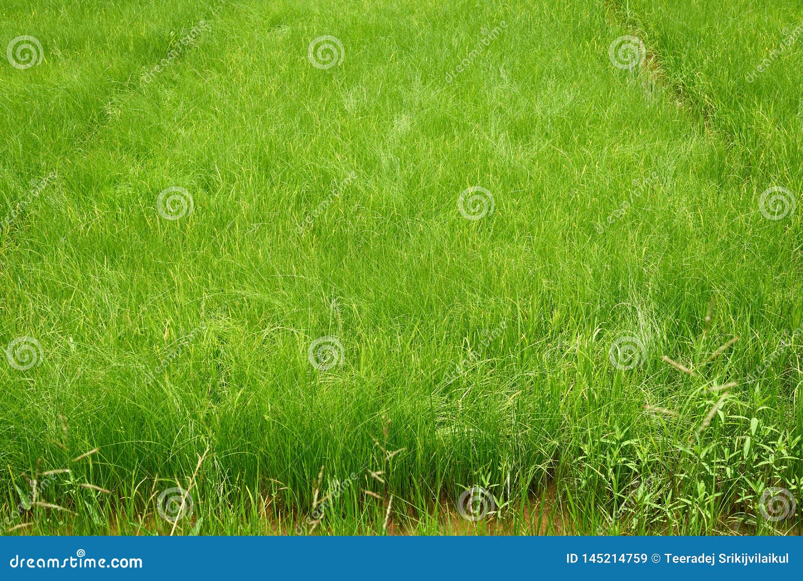 Scene of Green Rice Field Pattern Stock Image - Image of fresh, paddy ...