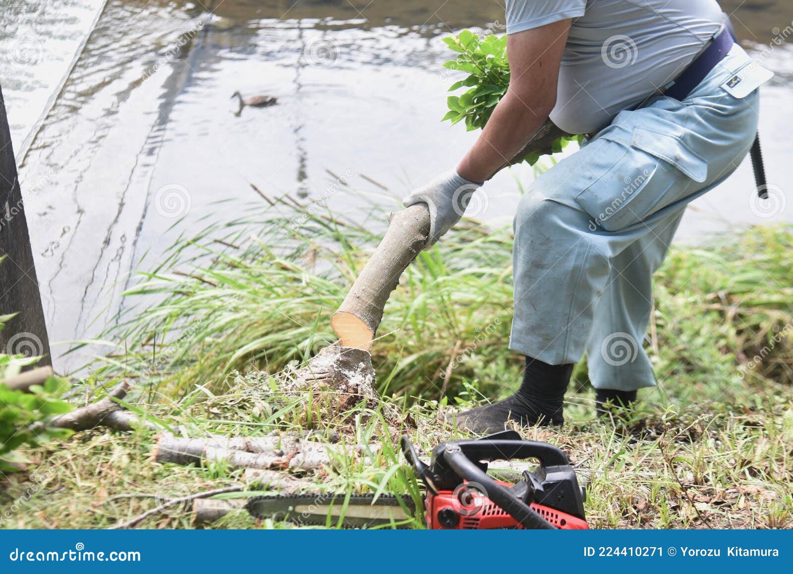 A Scene of Logging Work on the Riverbed of a Stream. Stock Image ...