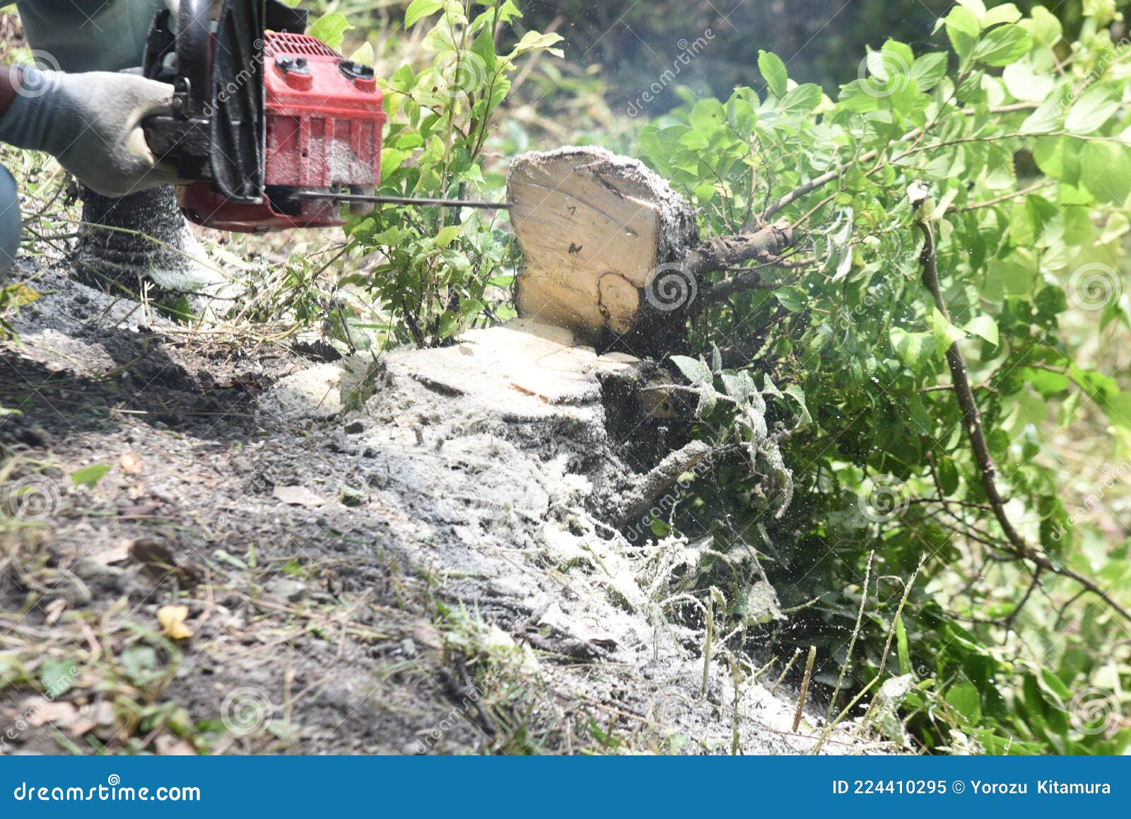 A Scene of Logging Work on the Riverbed of a Stream. Stock Image ...